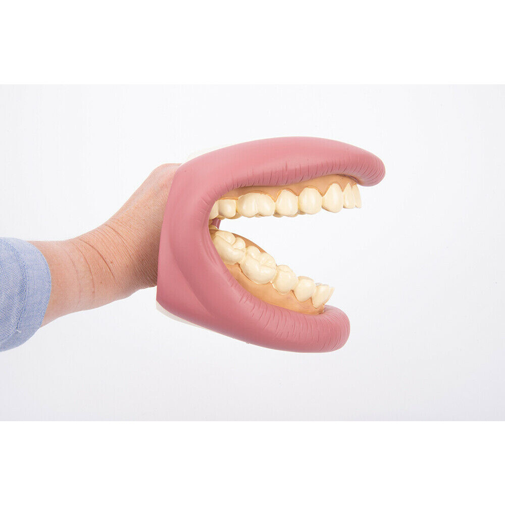 Giant Teeth Dental Demonstration Model | Per Sempre Toys